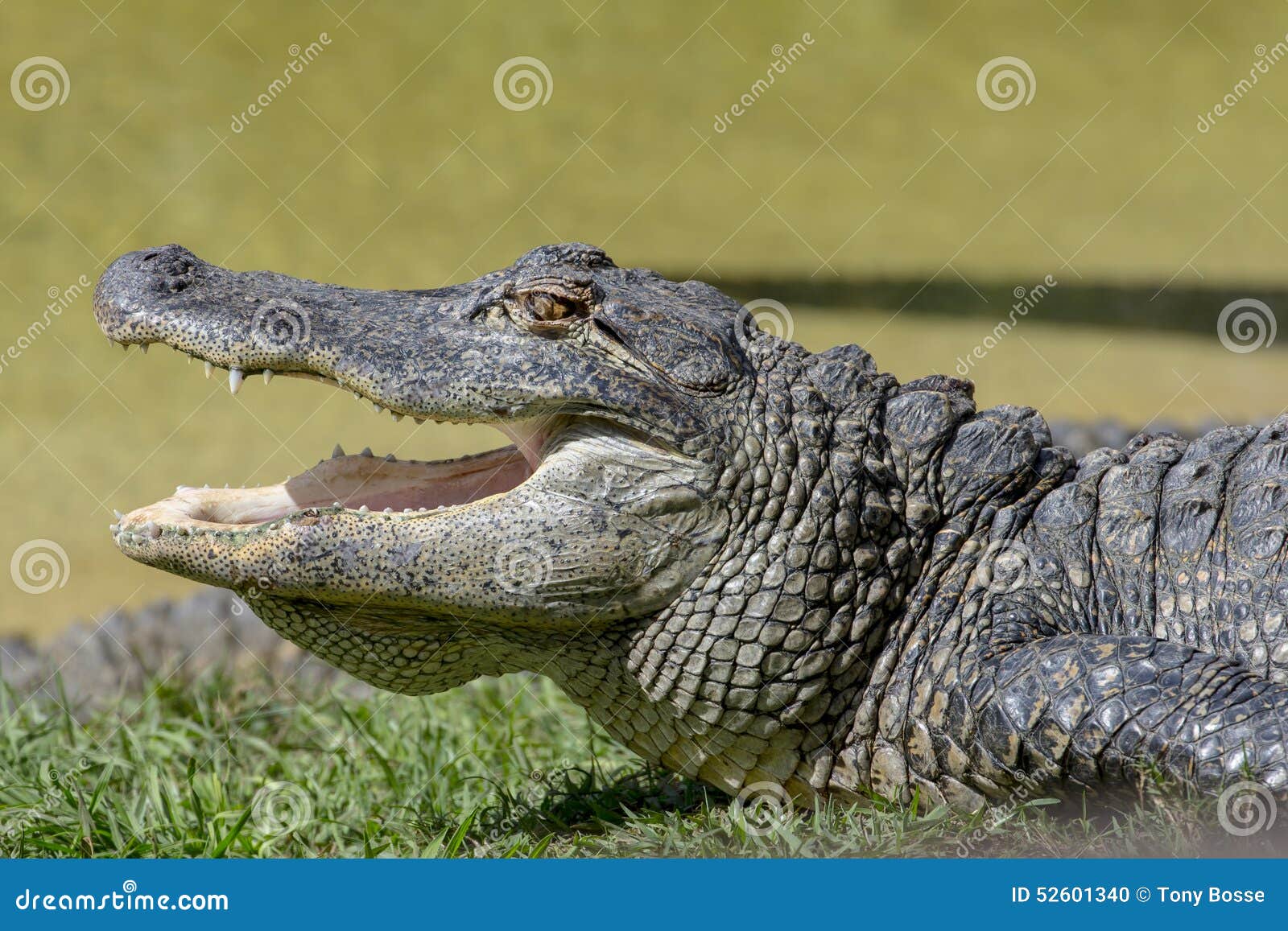 Alligatore fotografia stock. Immagine di florida, rettile - 52601340