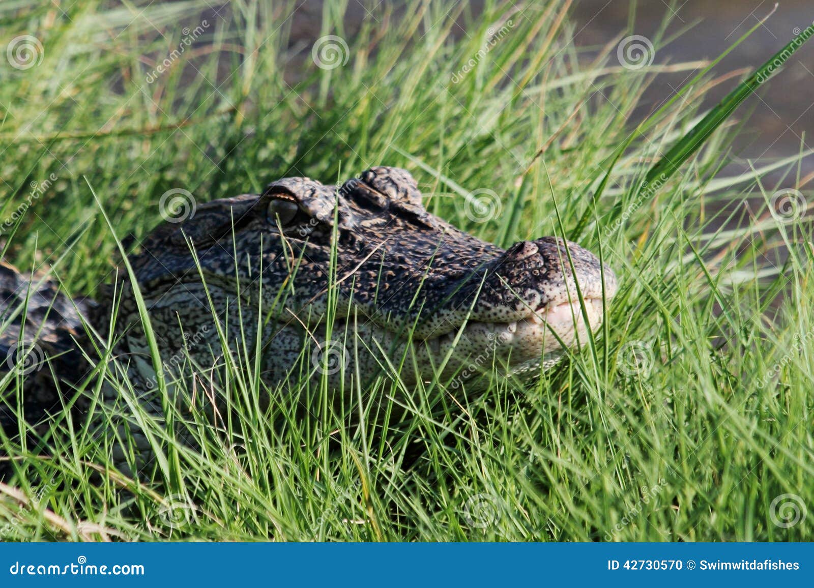 Alligatore Al Bordo 4 Delle Acque Fotografia Stock - Immagine di ...
