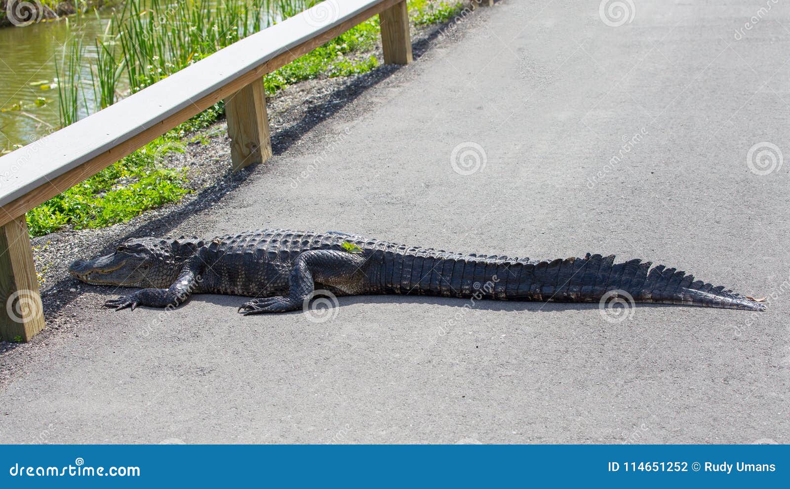 Alligatore Americano Che Attraversa La Strada Fotografia Stock ...