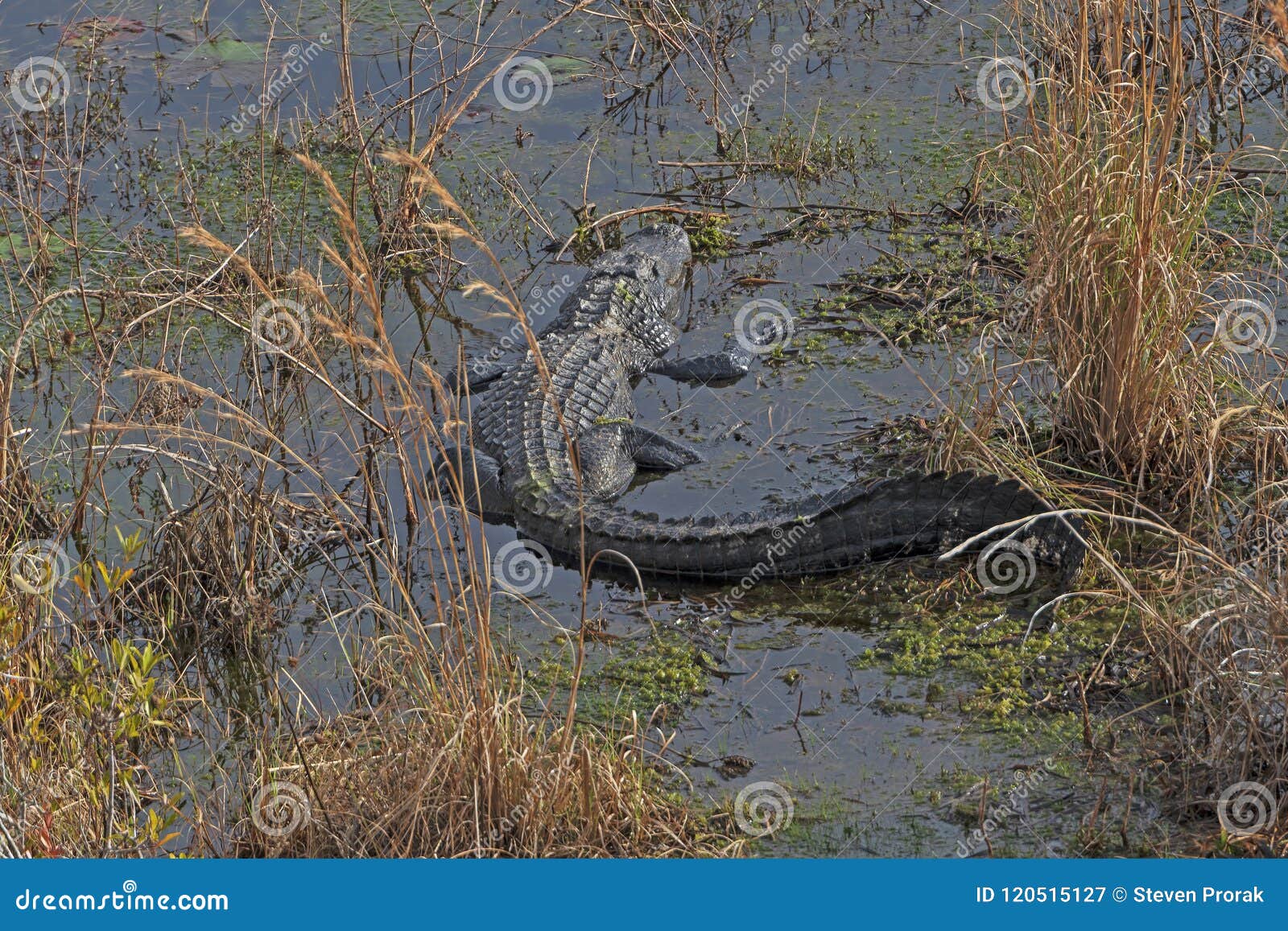 Alligatore Che Prende Il Sole Nella Palude Immagine Stock - Immagine di ...
