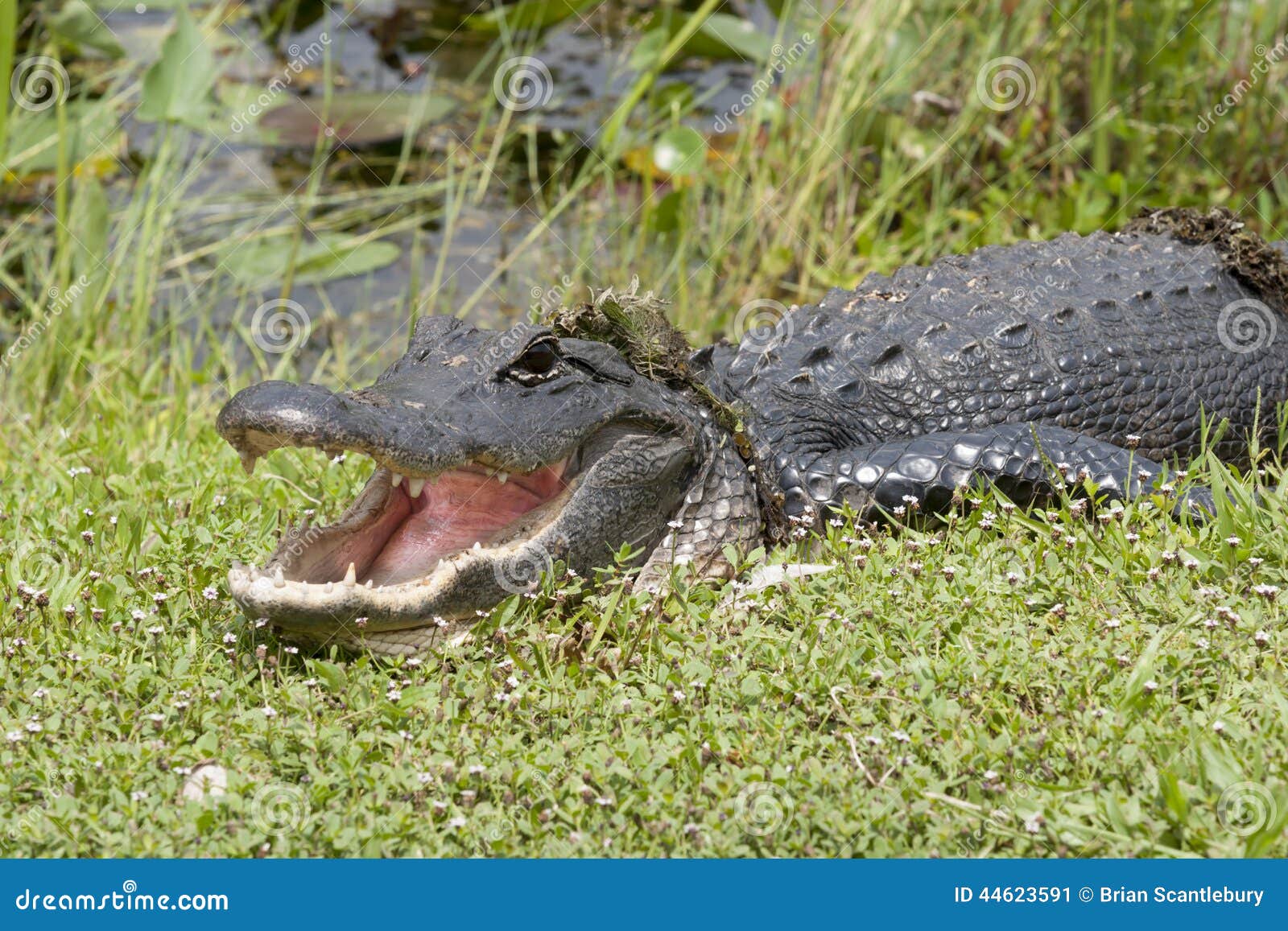 Alligatore Da Miami, U.S.a. Immagine Stock - Immagine di acquatico ...