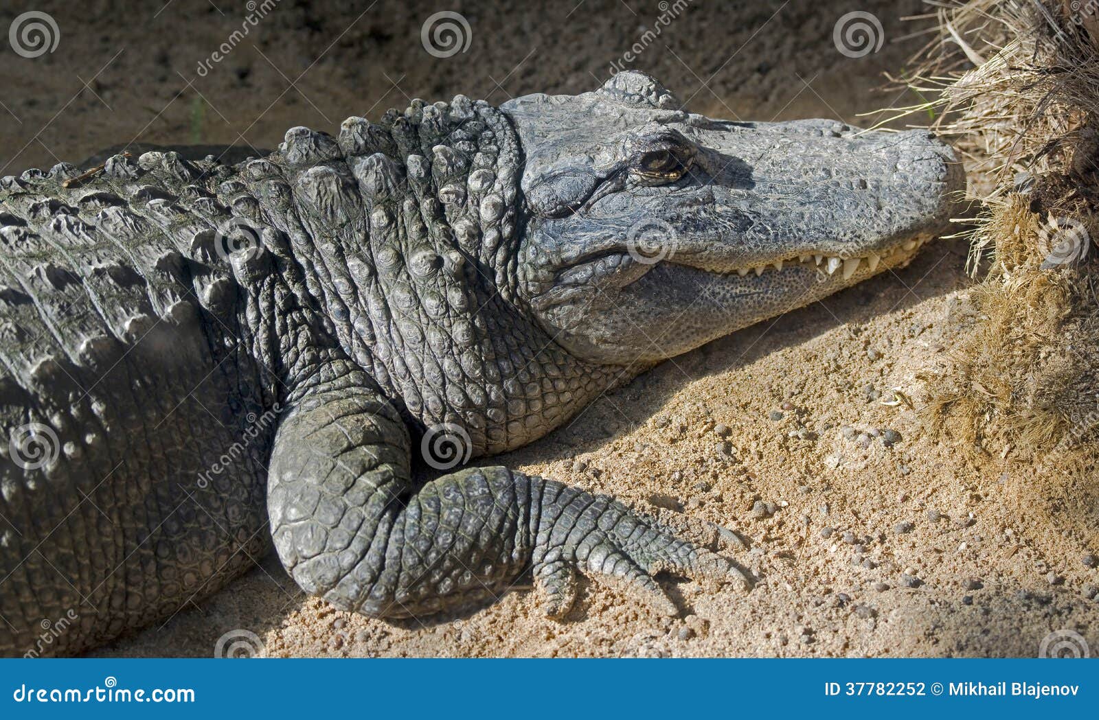 Alligatore 3 Del Mississippi Fotografia Stock - Immagine di terrario ...