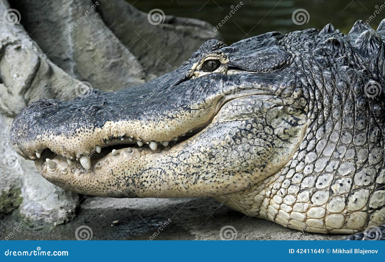 Alligatore del Mississippi immagine stock. Immagine di specie - 42411649