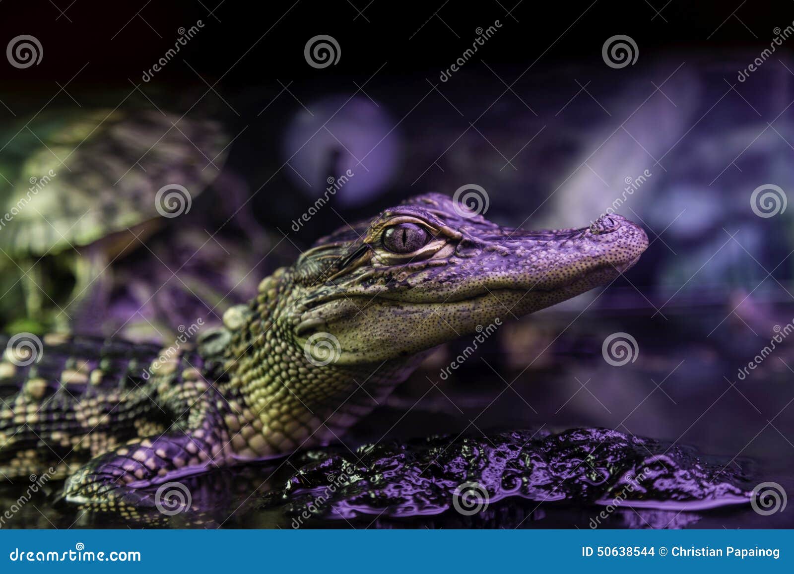 Alligatore di New Orleans fotografia stock. Immagine di ecosistema ...