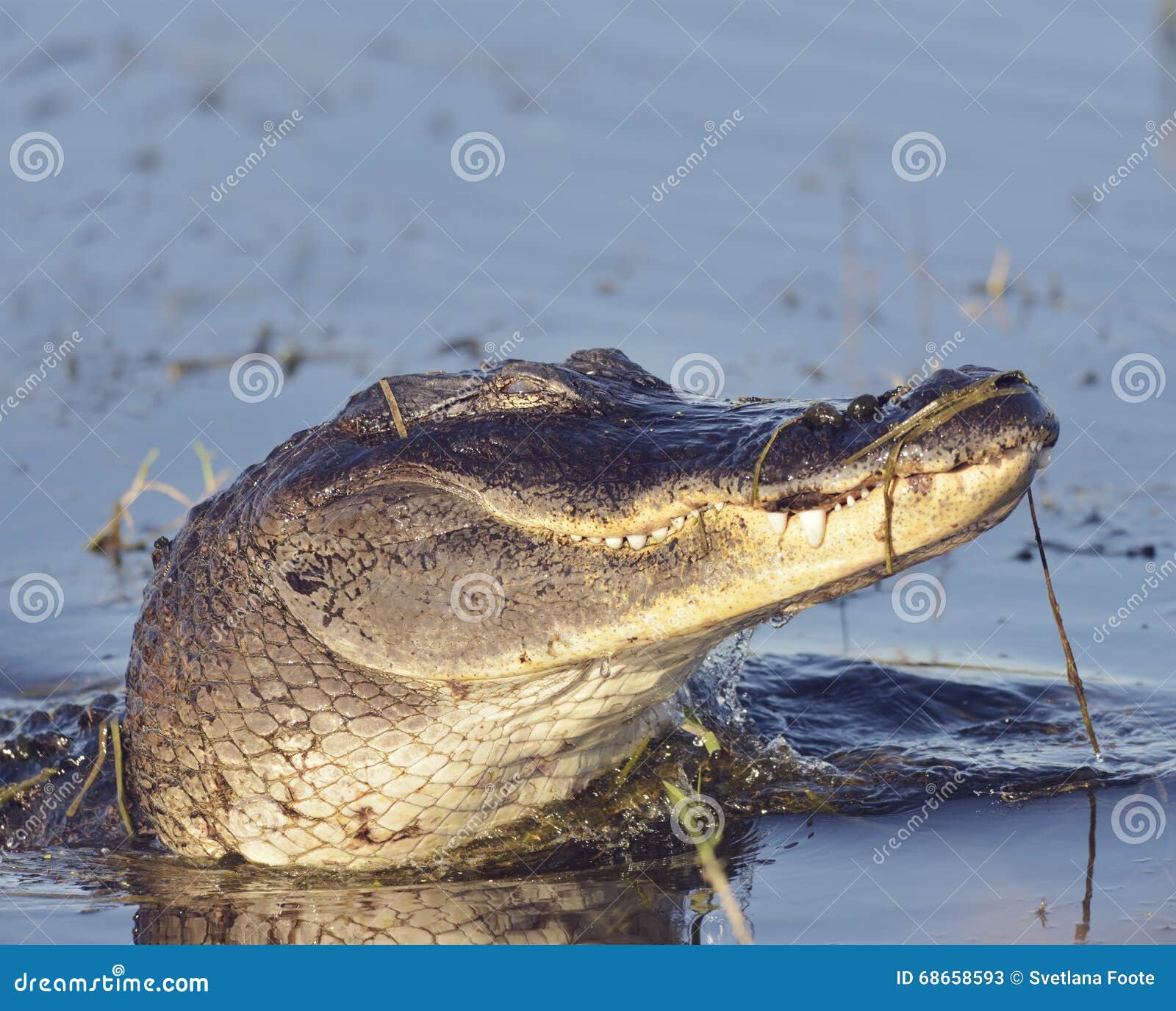 Alligatore Selvaggio Di Florida Immagine Stock - Immagine di lago ...