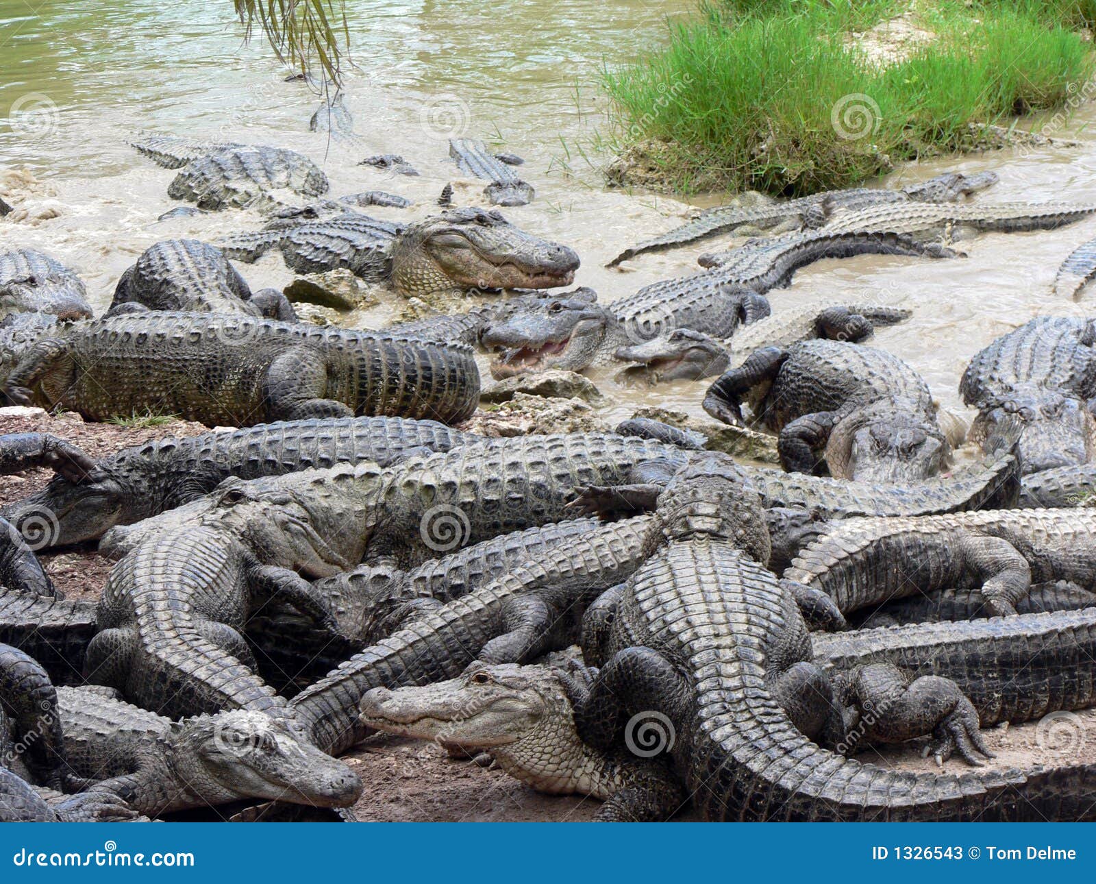 Alligators stock image. Image of brown, animal, congregation - 1326543