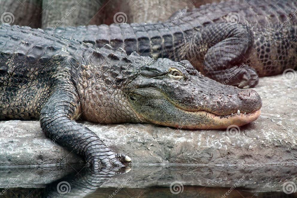 Alligators stock photo. Image of aquatic, gray, carnivore - 16170558