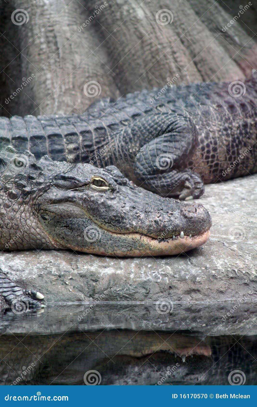 Alligators stock photo. Image of aquatic, carnivore, head - 16170570
