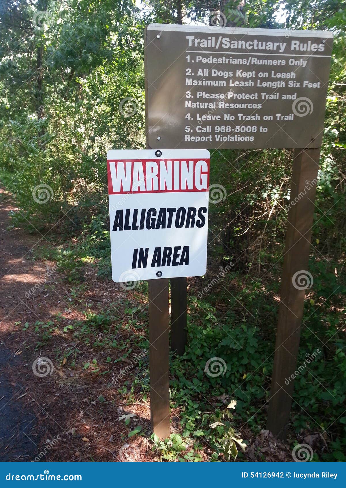 Alligators in area stock photo. Image of woods, sign - 54126942