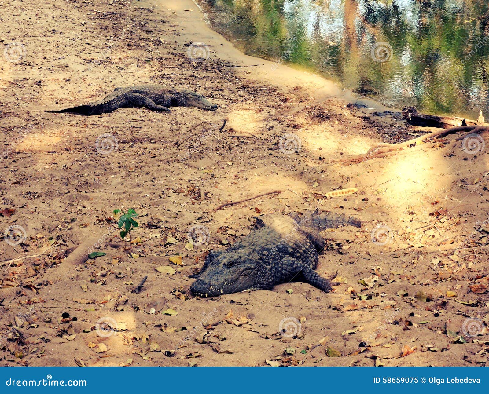 Alligators stock image. Image of asia, tamil, nadu, india - 58659075