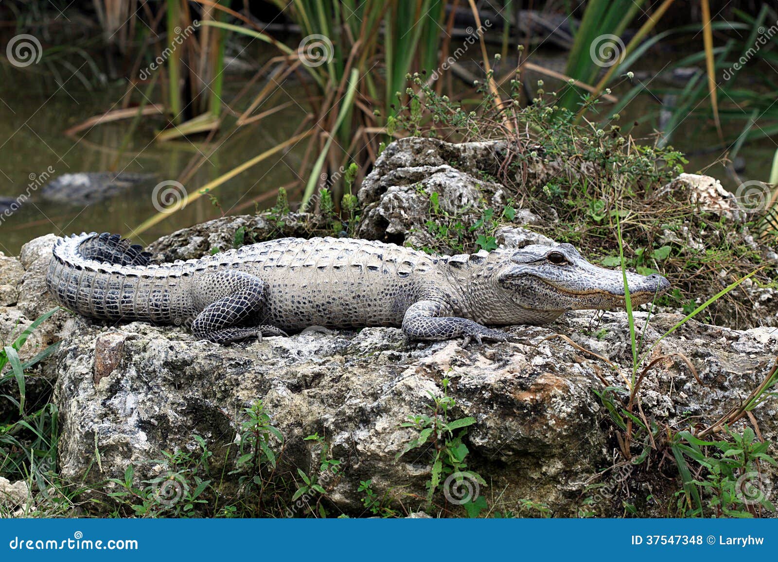 Alligators Die in Modder Rusten Stock Foto - Image of alligator, rust ...