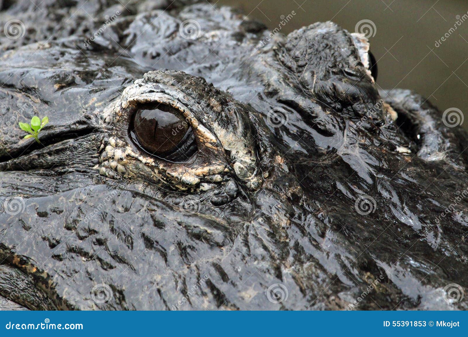 Alligators eye stock image. Image of park, wild, everglades - 55391853