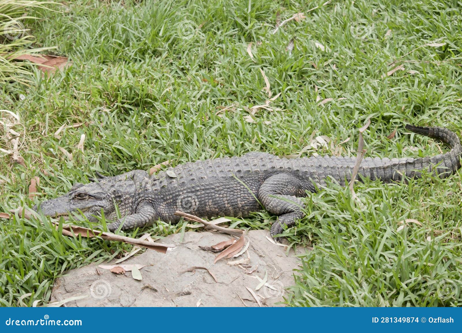 This is a Side View of an Alligator Stock Photo - Image of crocodile ...