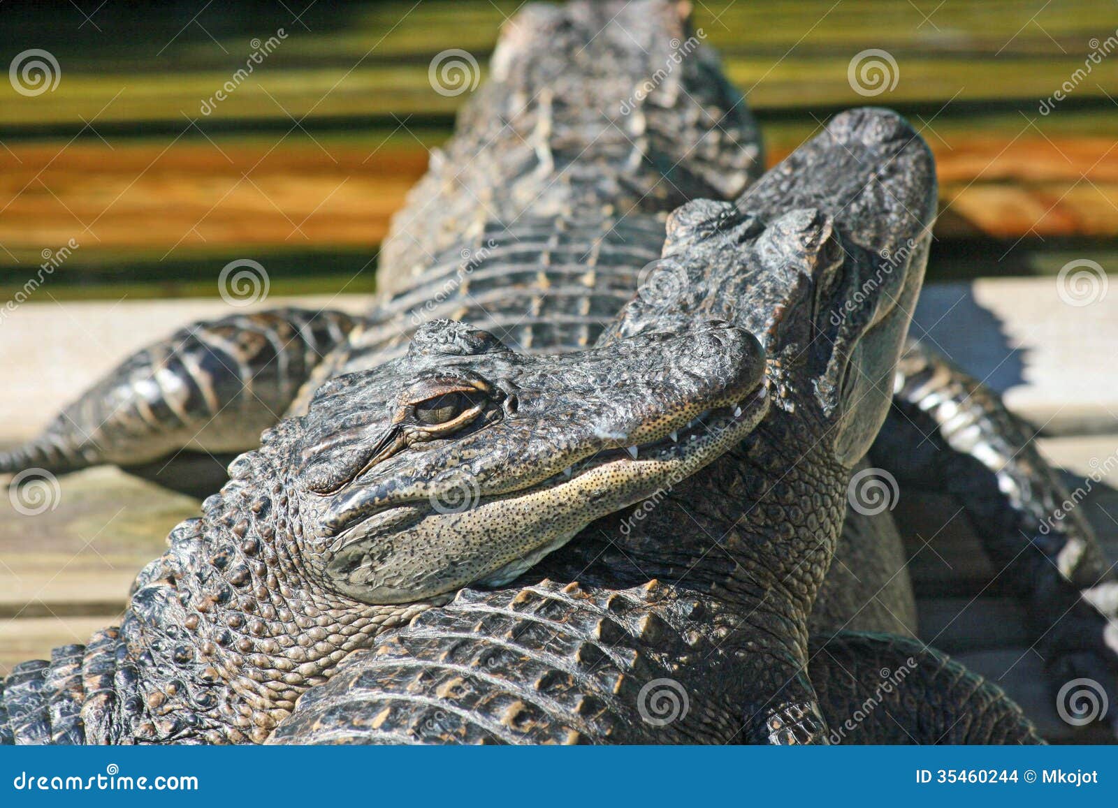 Alligators Laying One on Another Stock Photo - Image of group, florida ...