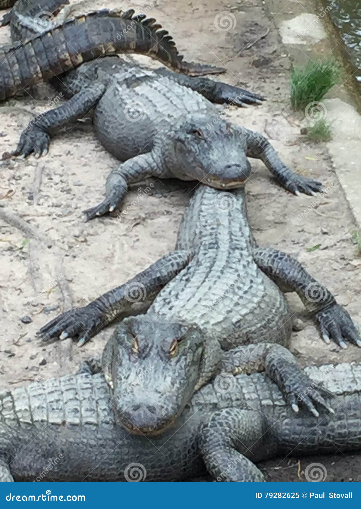 Alligators in Line stock image. Image of reptiles, waiting - 79282625