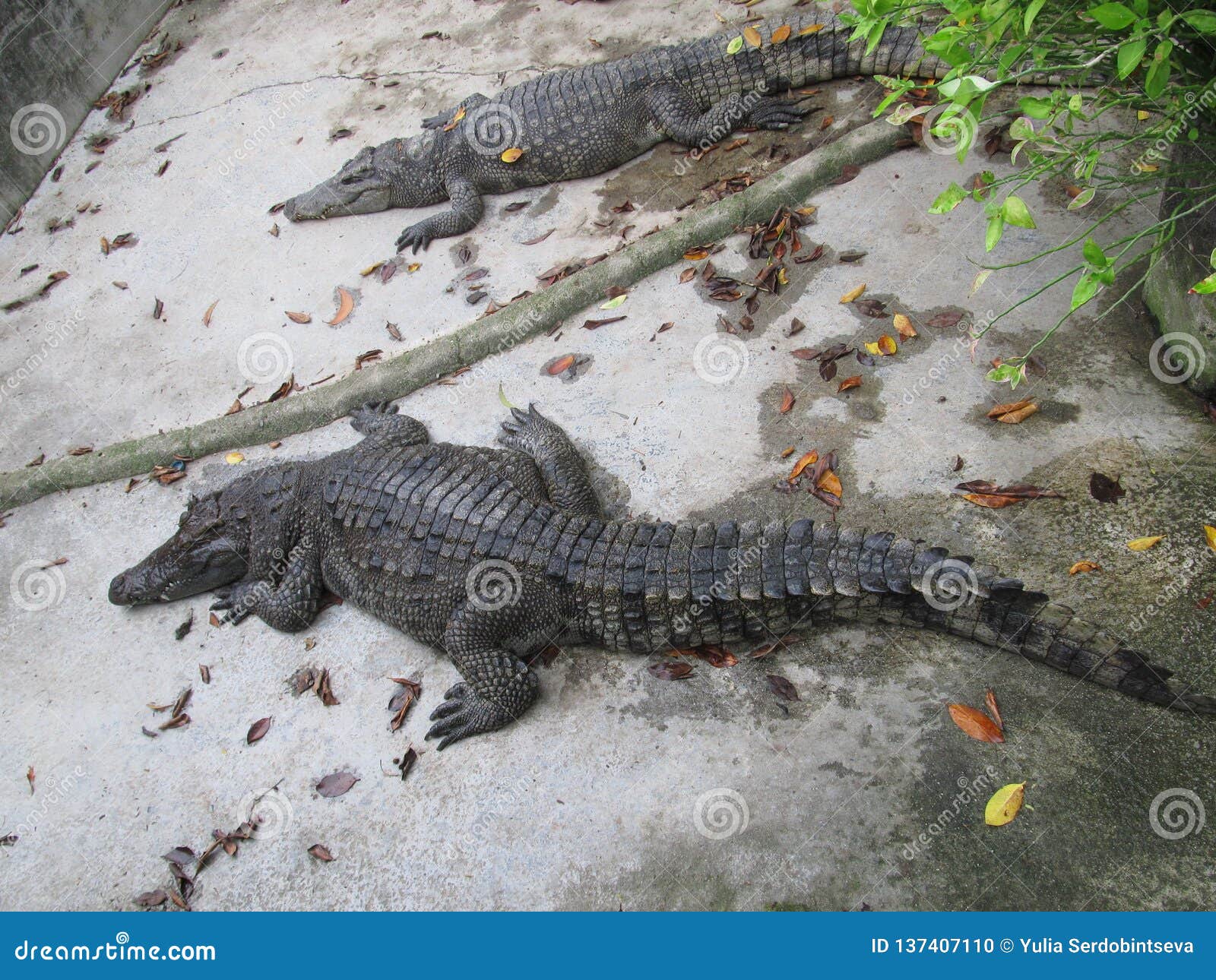 Alligators Lying In Alligator Pit Royalty-Free Stock Photo ...