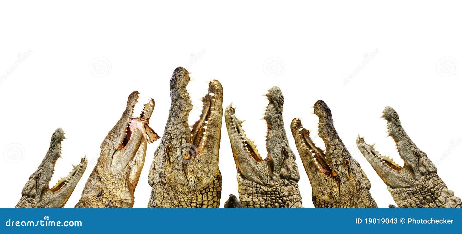 Alligators with Open Mouths Stock Image - Image of power, fang: 19019043
