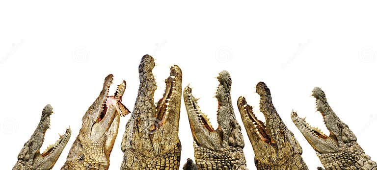 Alligators with Open Mouths Stock Image - Image of power, fang: 19019043