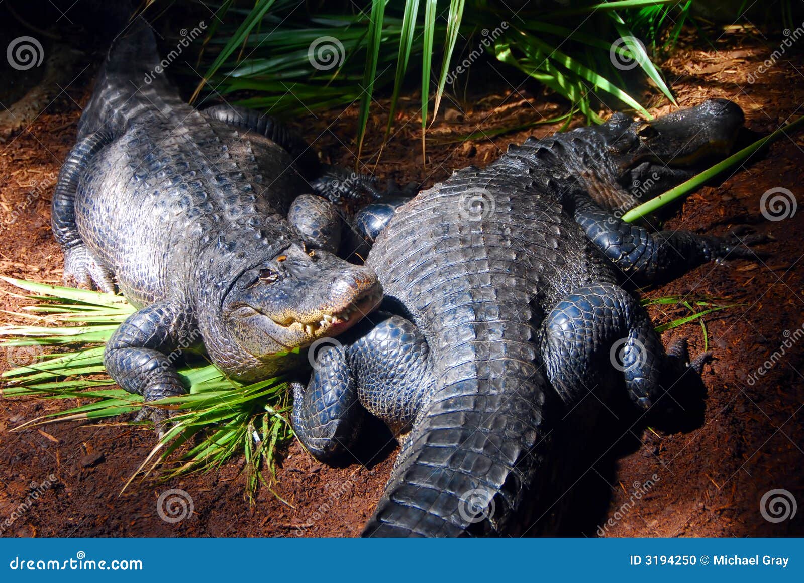 Alligators resting stock photo. Image of pair, waiting - 3194250