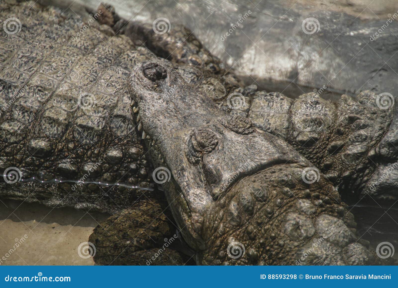 2 Alligators Resting in the Riverbank Stock Photo - Image of nile ...