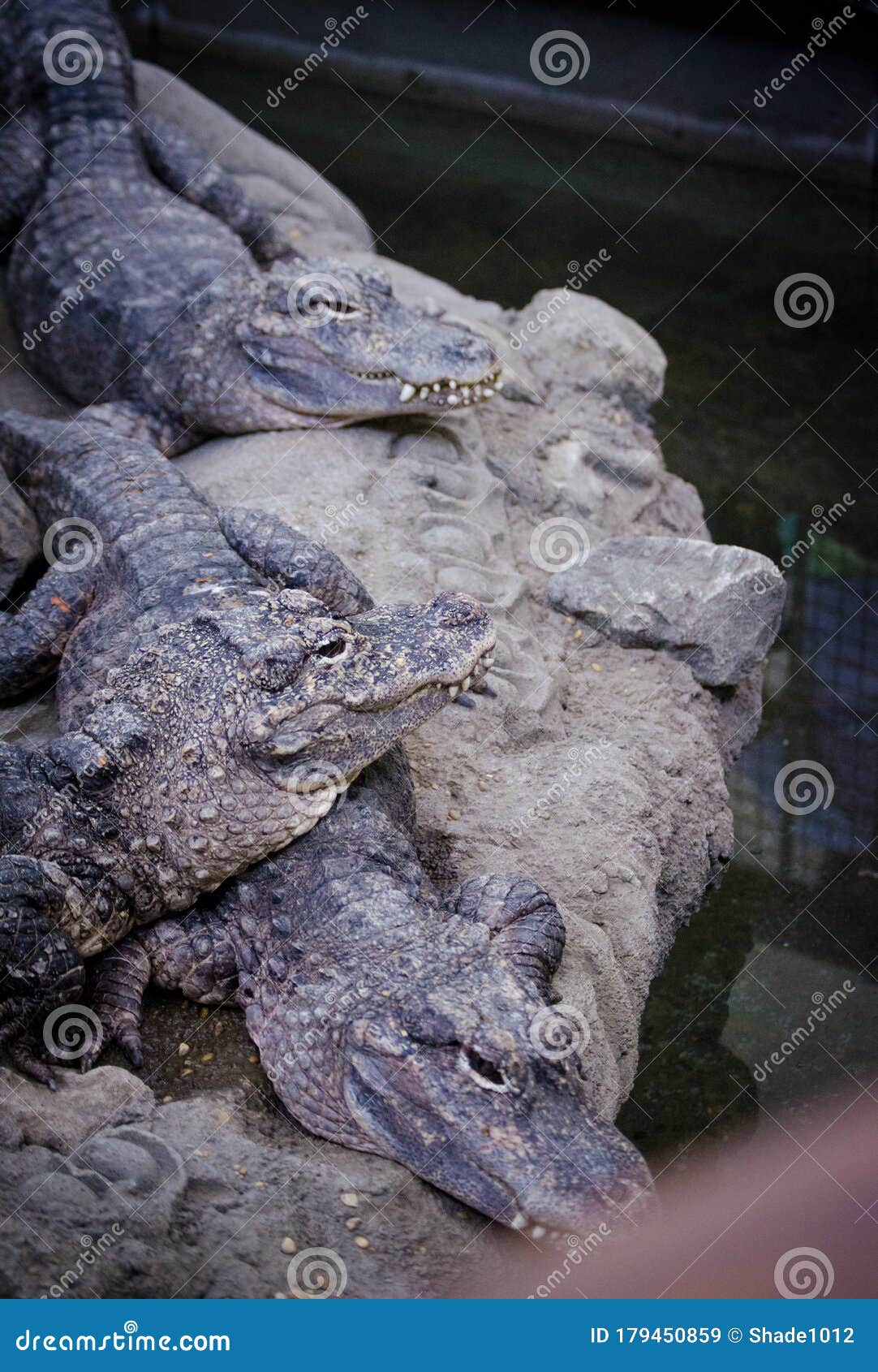 Alligators on rock stock image. Image of alligators - 179450859