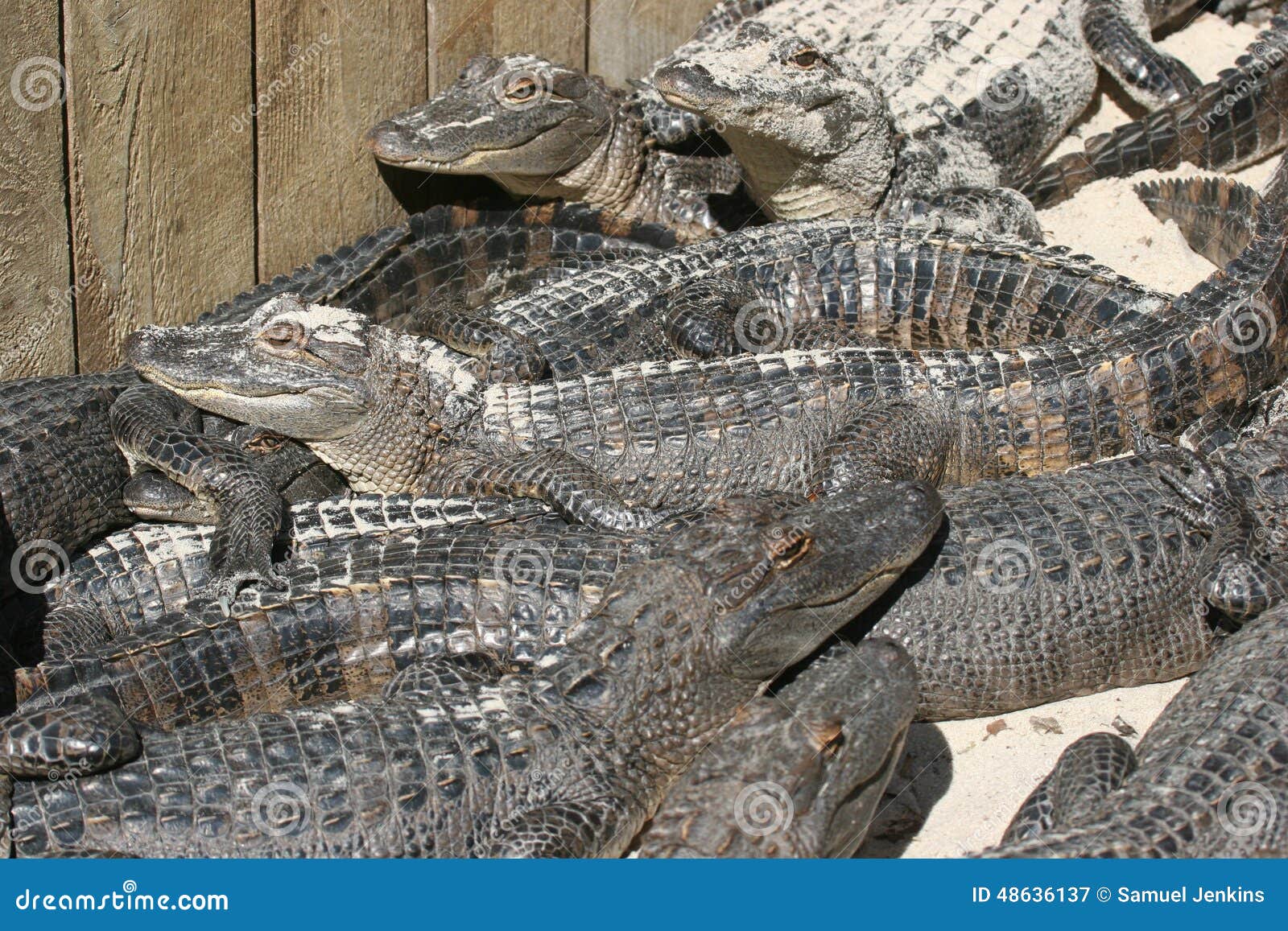 Alligators stock image. Image of warming, water, landscape - 48636137