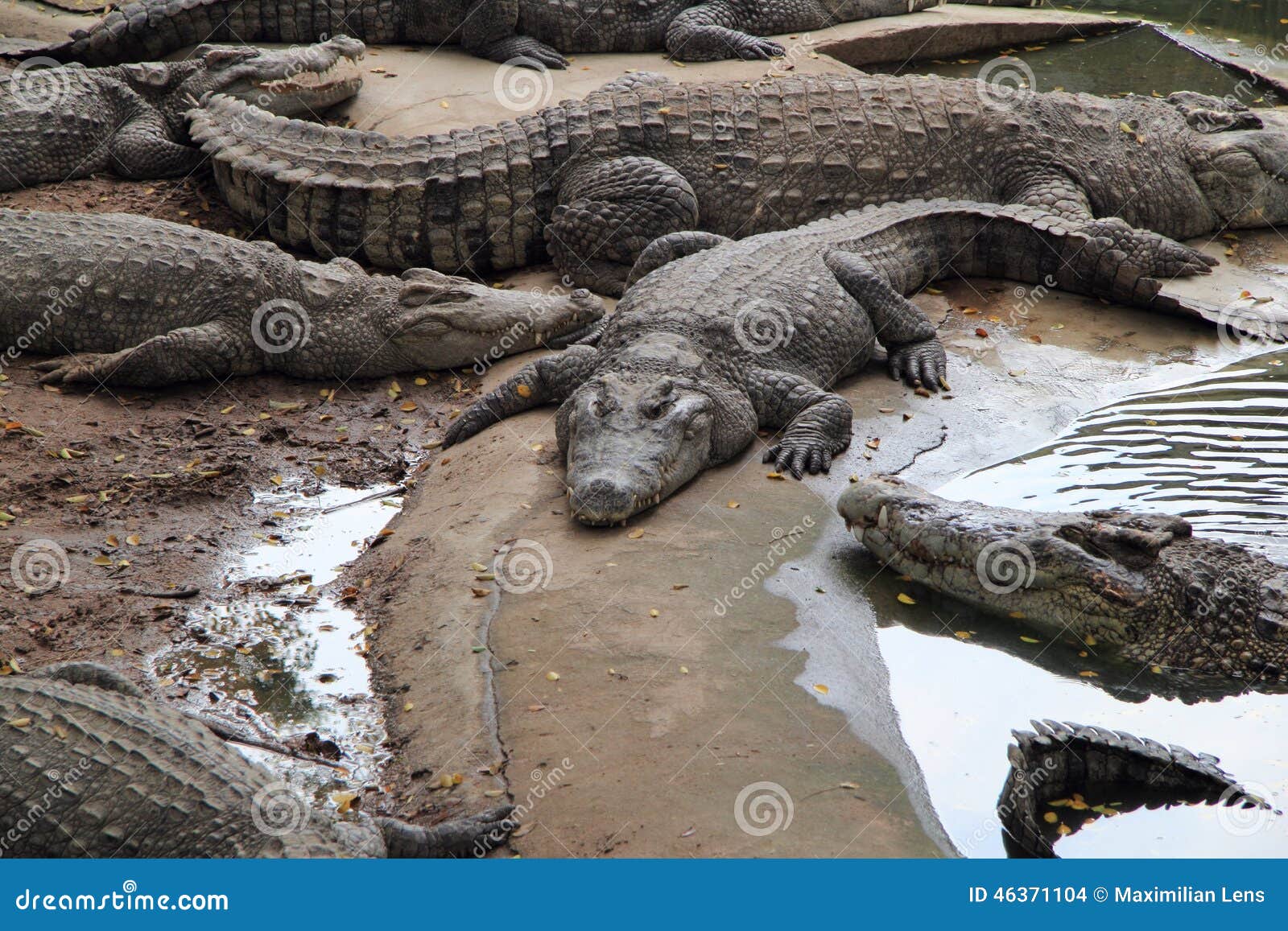 Alligators stock photo. Image of thailand, alligators - 46371104