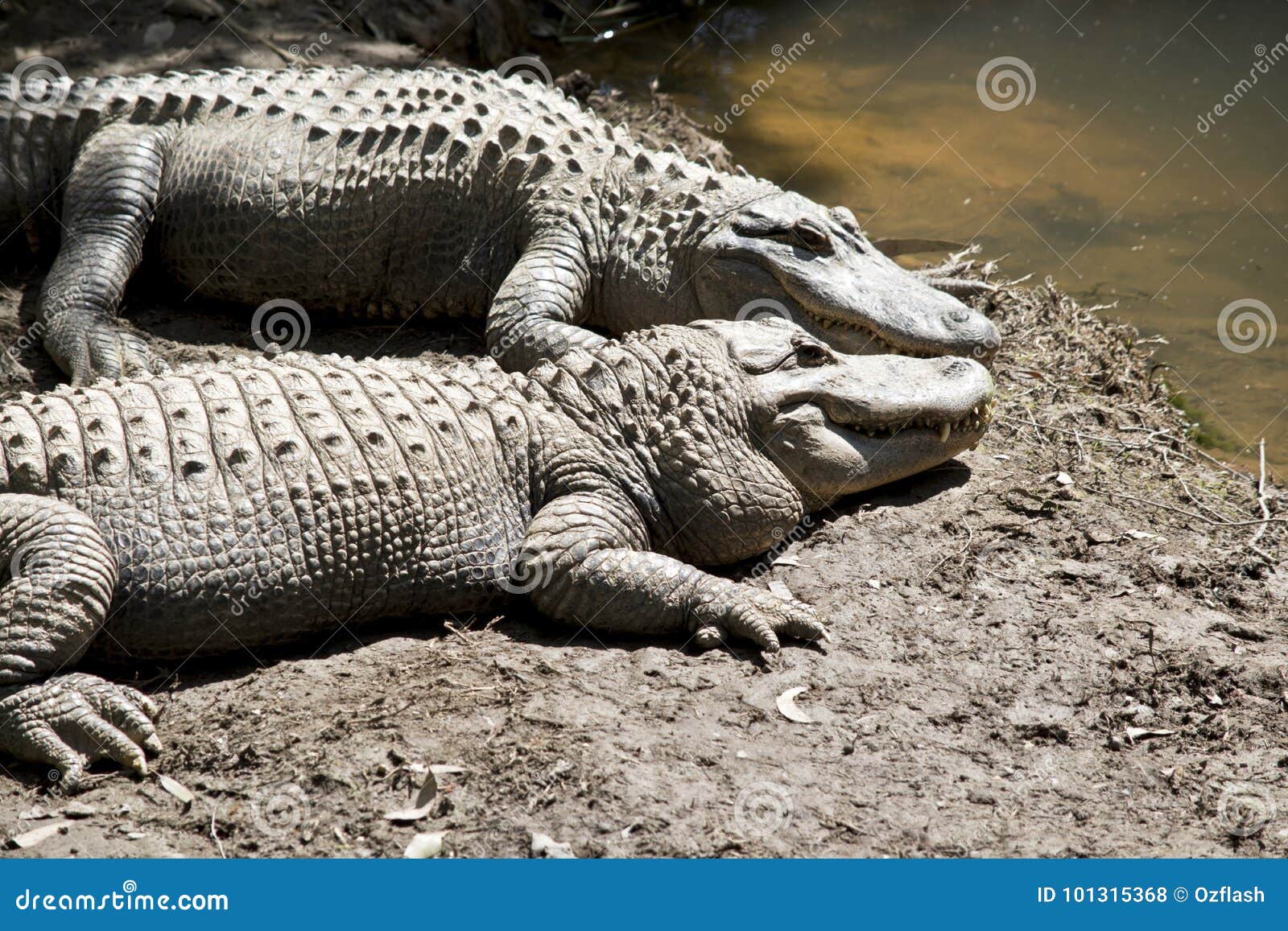 Alligators stock photo. Image of scales, crocodiles - 101315368