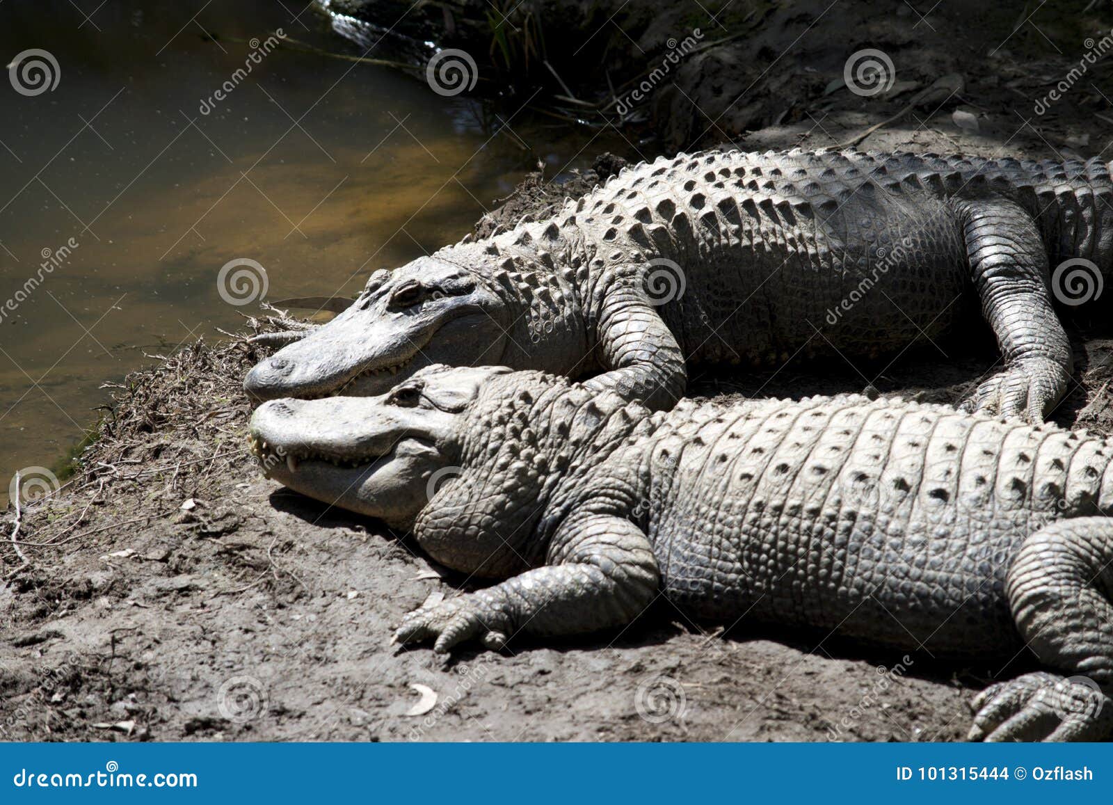 Alligators stock photo. Image of teeth, crocodile, allegators - 101315444