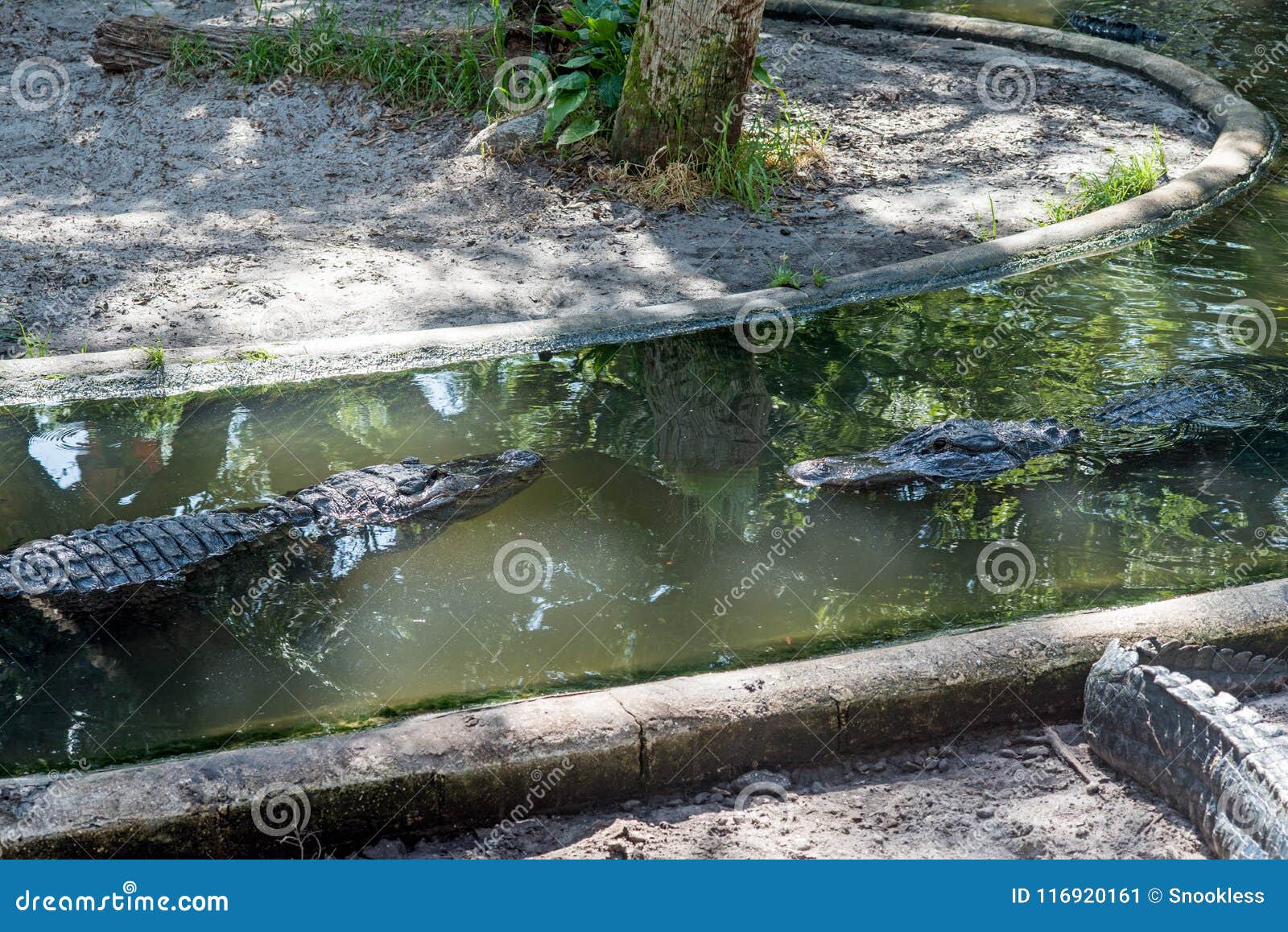 Alligators on top of water stock image. Image of aquatic - 116920161