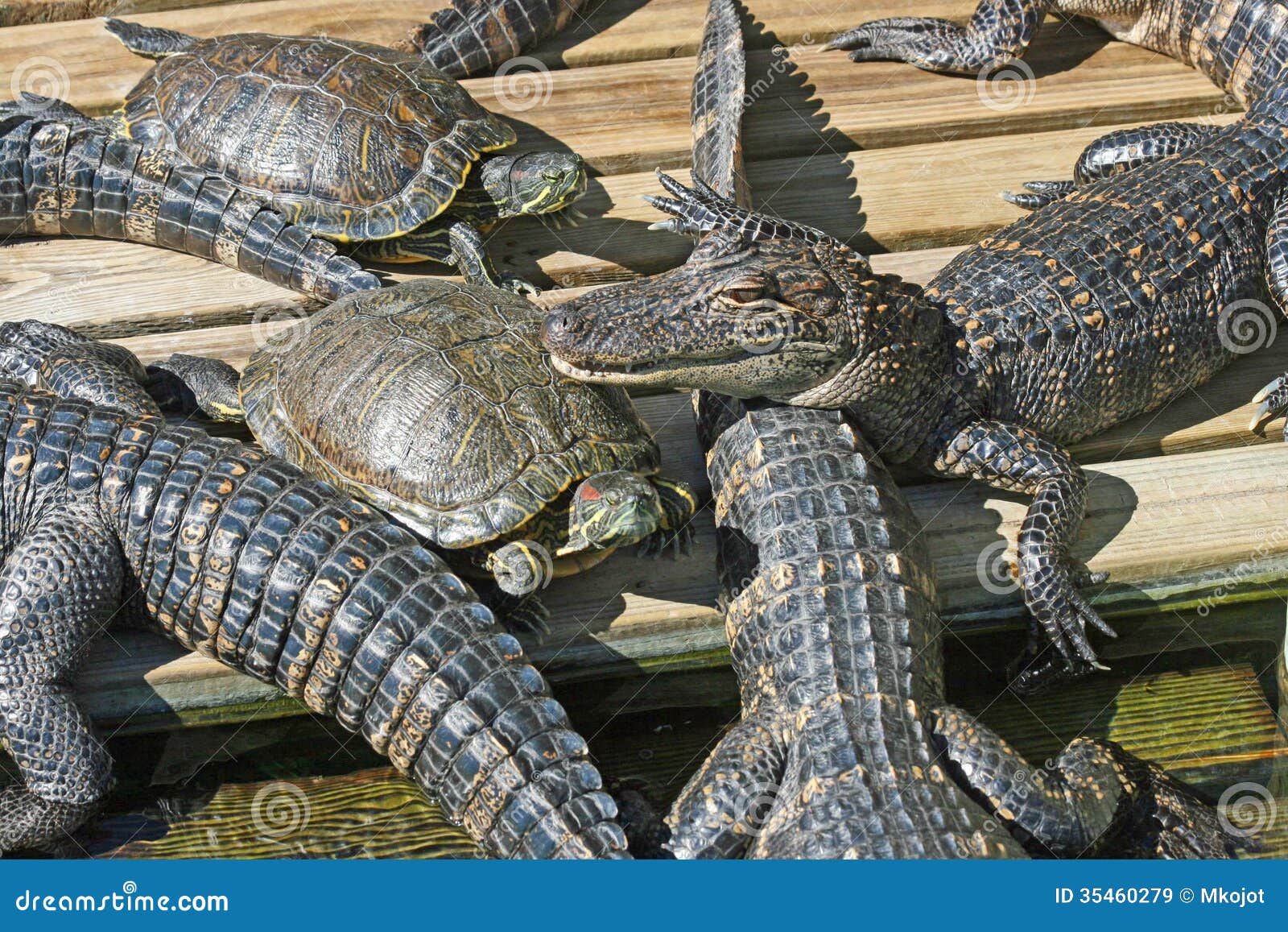 Alligators and turtles stock image. Image of turtles - 35460279