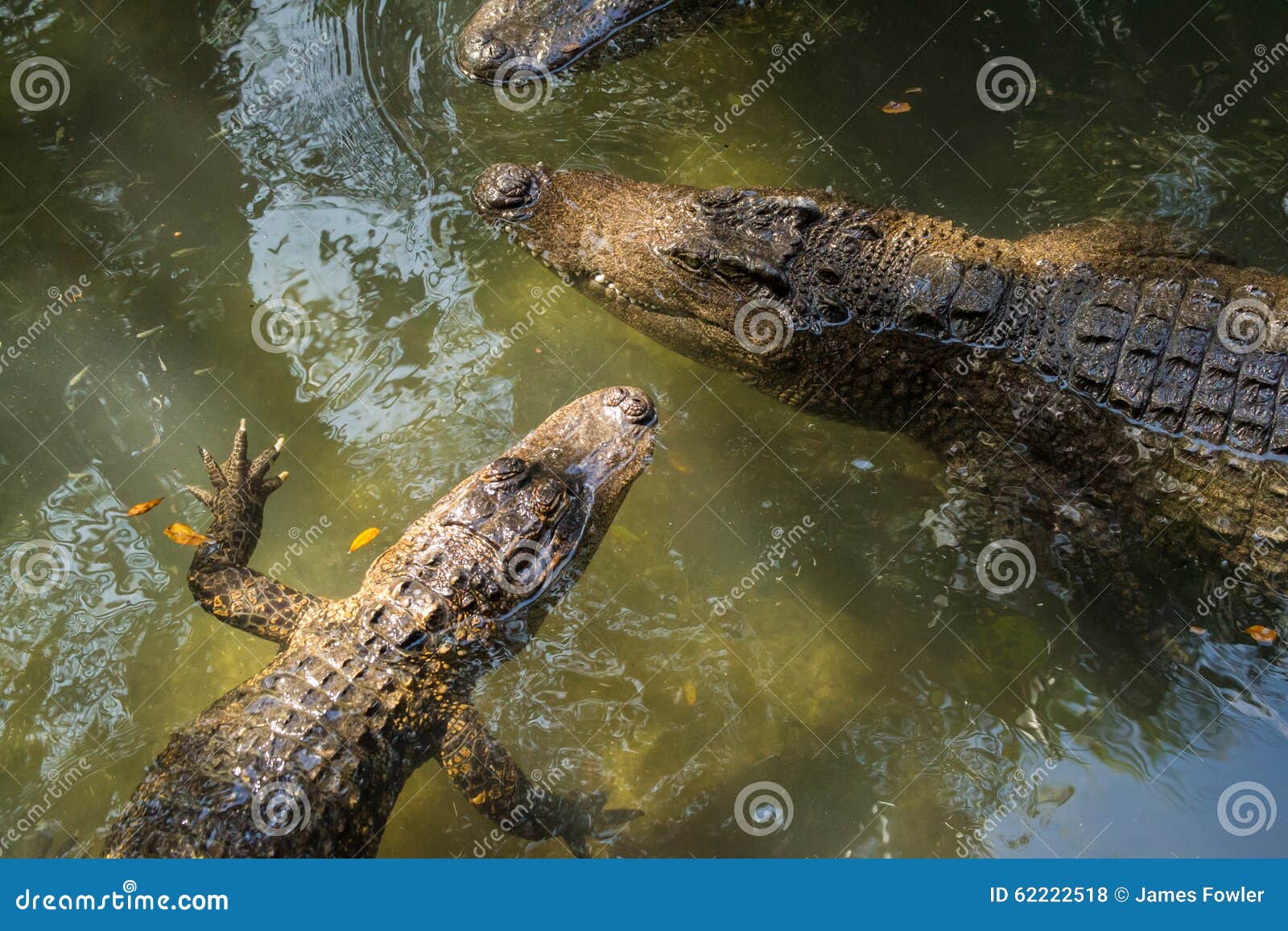 Alligators in the water stock photo. Image of green, muggy - 62222518