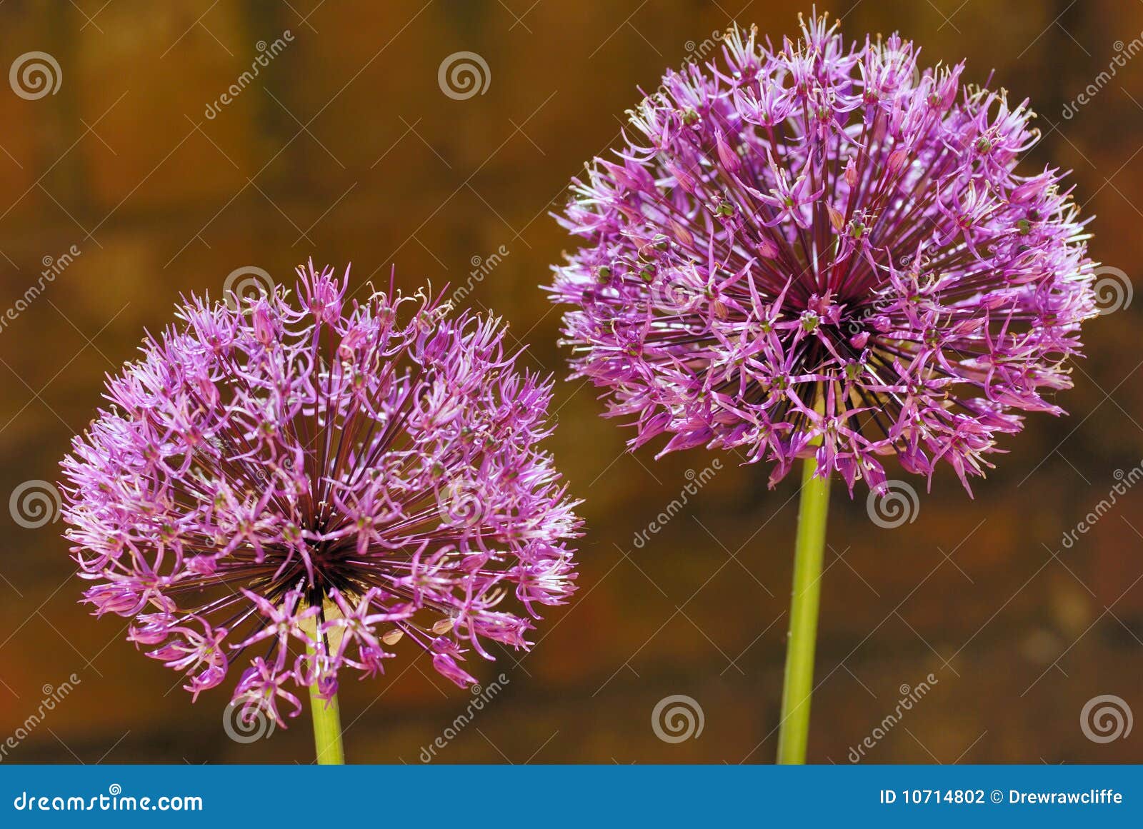 Allium stock photo. Image of flower, spring, allium, purple - 10714802
