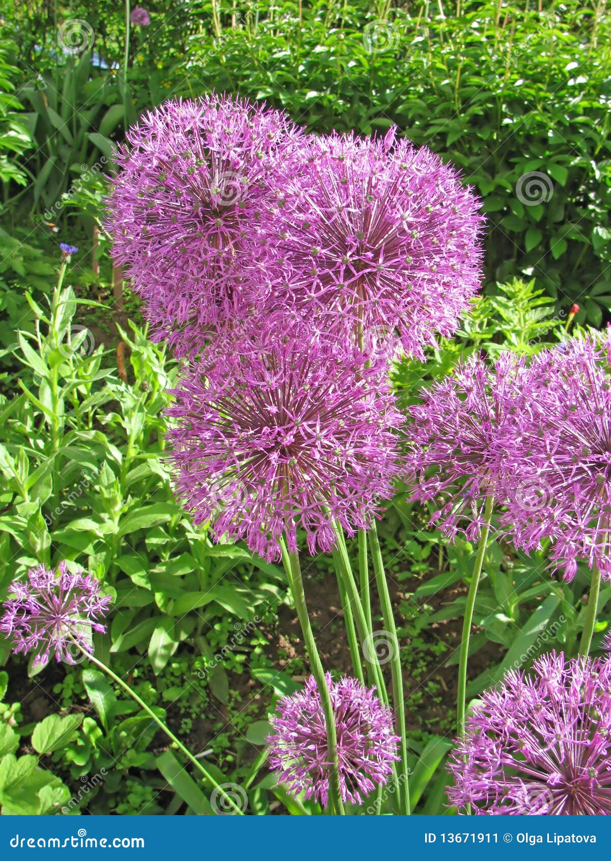 Allium stock image. Image of medicine, garden, floral - 13671911