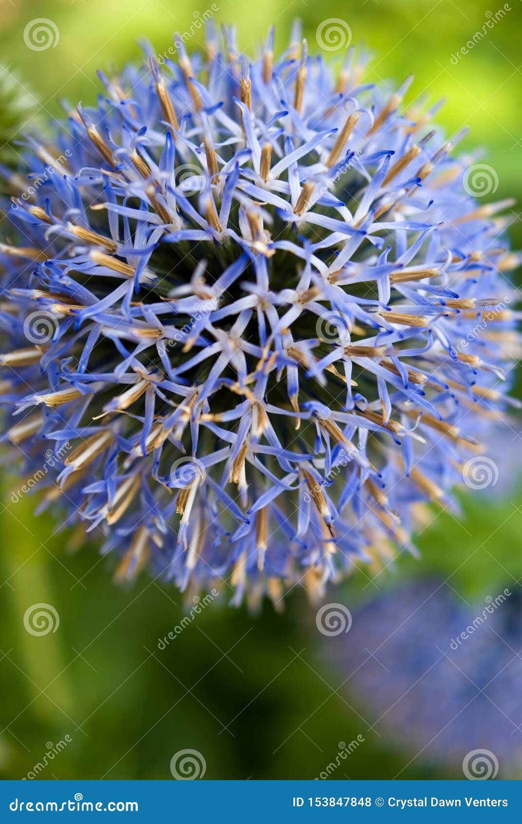 Blue Allium Flowers stock photo. Image of leek, green - 153847848
