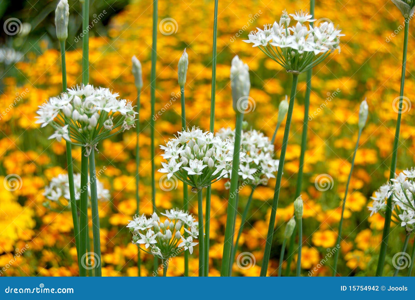 Allium stock photo. Image of garlic, yellow, flowers - 15754942