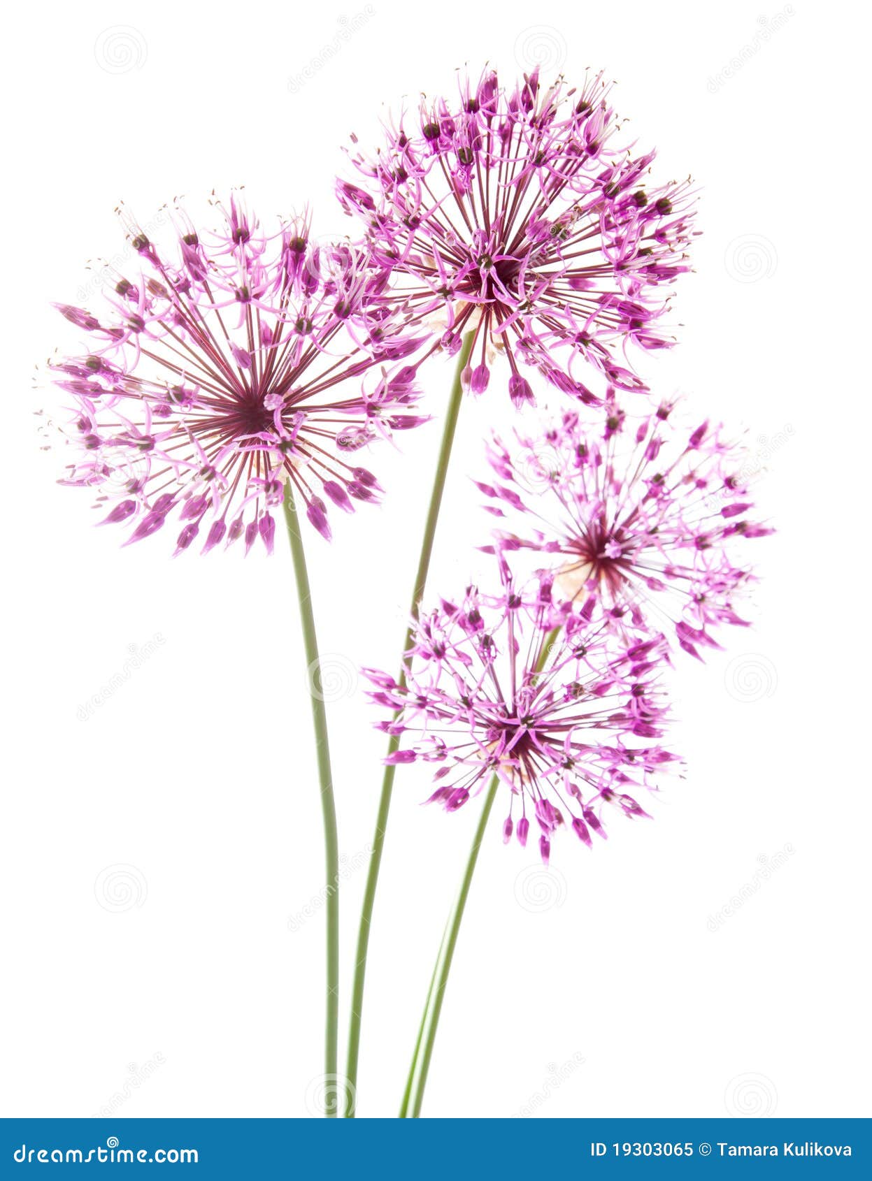 Allium stock image. Image of purple, alium, nature, lilac - 19303065