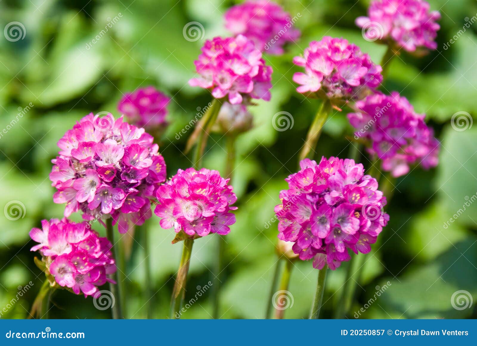 Pink Allium Flowers stock image. Image of blossom, plants - 20250857
