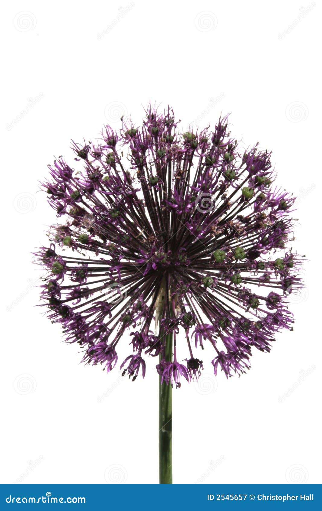 Allium stock image. Image of fresh, detail, alium, nature - 2545657