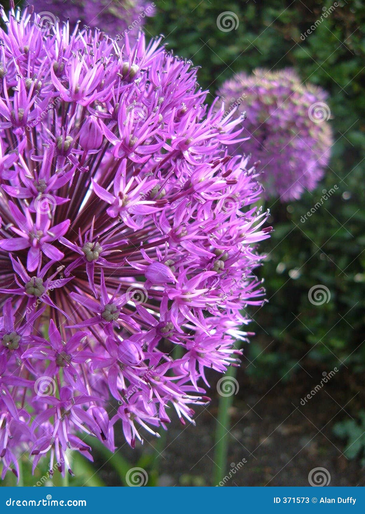 Allium stock image. Image of purple, allium, onion, flower - 371573