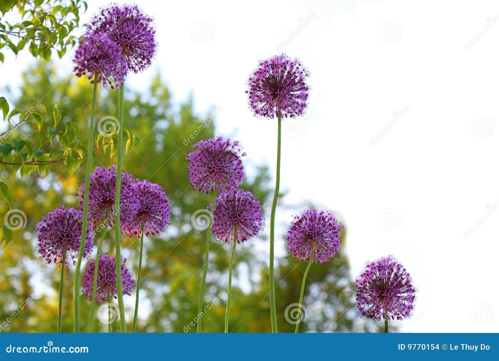 Allium stock photo. Image of onion, bulb, alium, green - 9770154