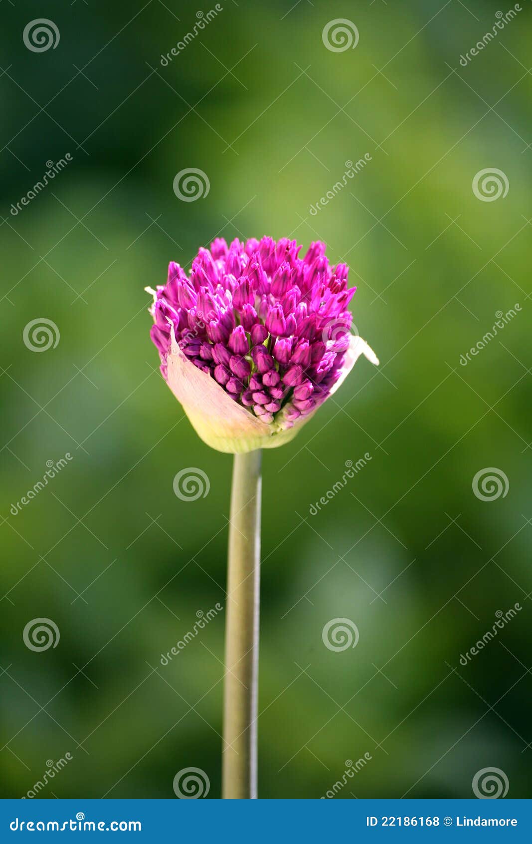 Allium Bud, Bright Magenta Colour Stock Photo - Image of bright ...