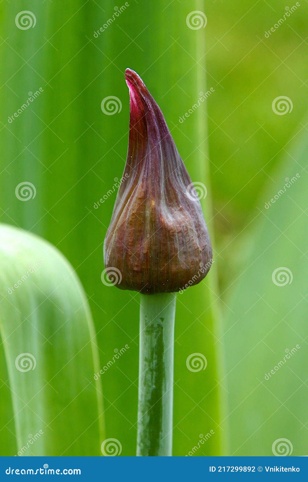 Allium Buds in Early Spring Stock Photo - Image of plant, gardening ...