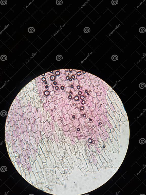 Allium Cepa & X28;Red Onion Under Microscope& X29; Stock Photo - Image ...