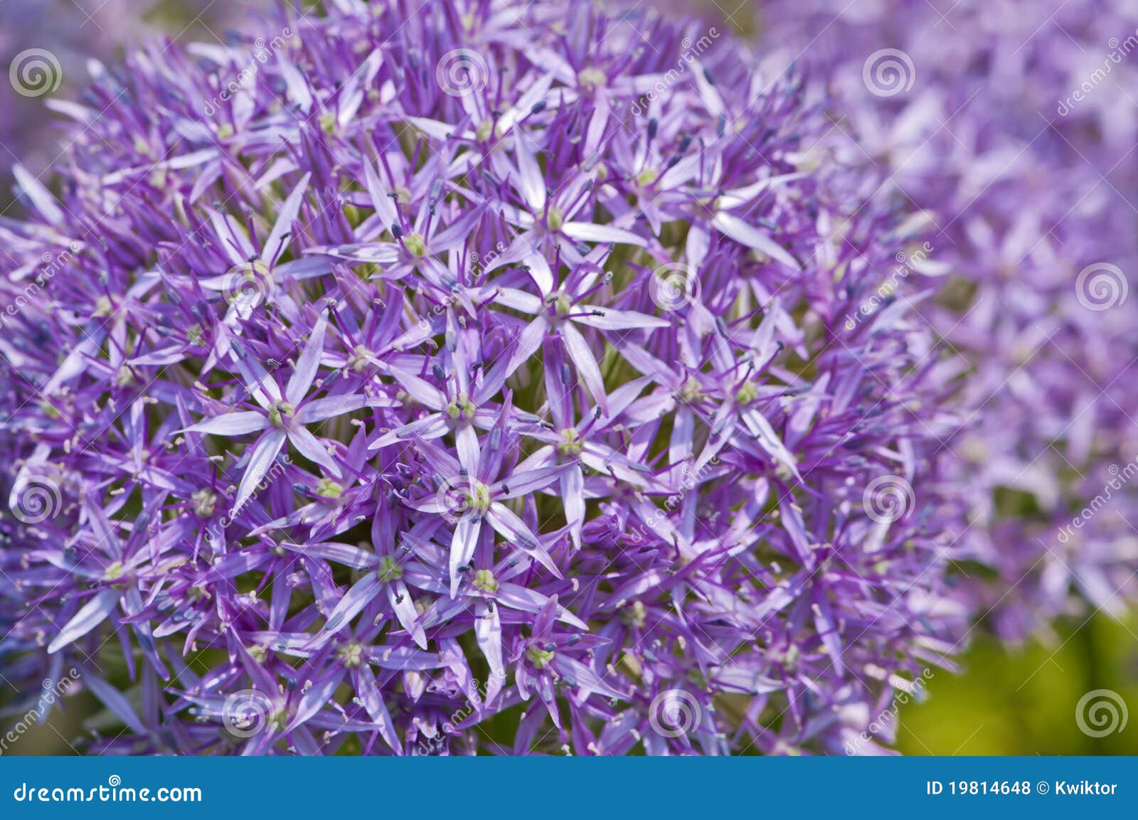 Allium christophii stock photo. Image of closeup, plant - 19814648