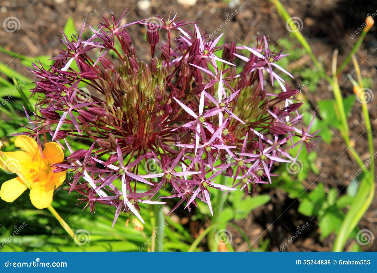 Allium Christophii stock photo. Image of plant, purple - 55244838