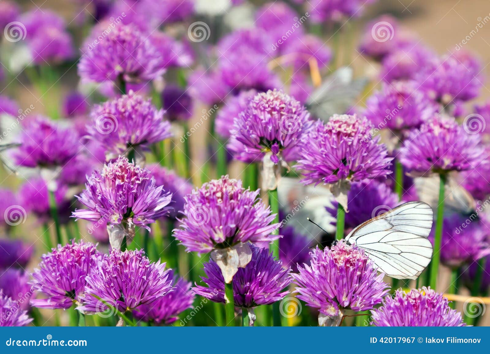 Allium Field with Butterflies Stock Image - Image of blossom, freshness ...