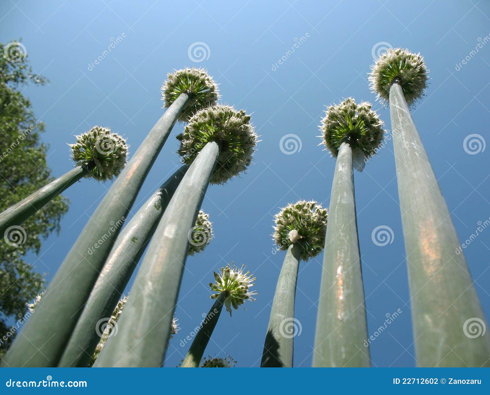 Allium fistulosum stock photo. Image of allium, fistulosum - 22712602 Allium fistulosum stock photo. Image of allium, fistulosum - 22712602