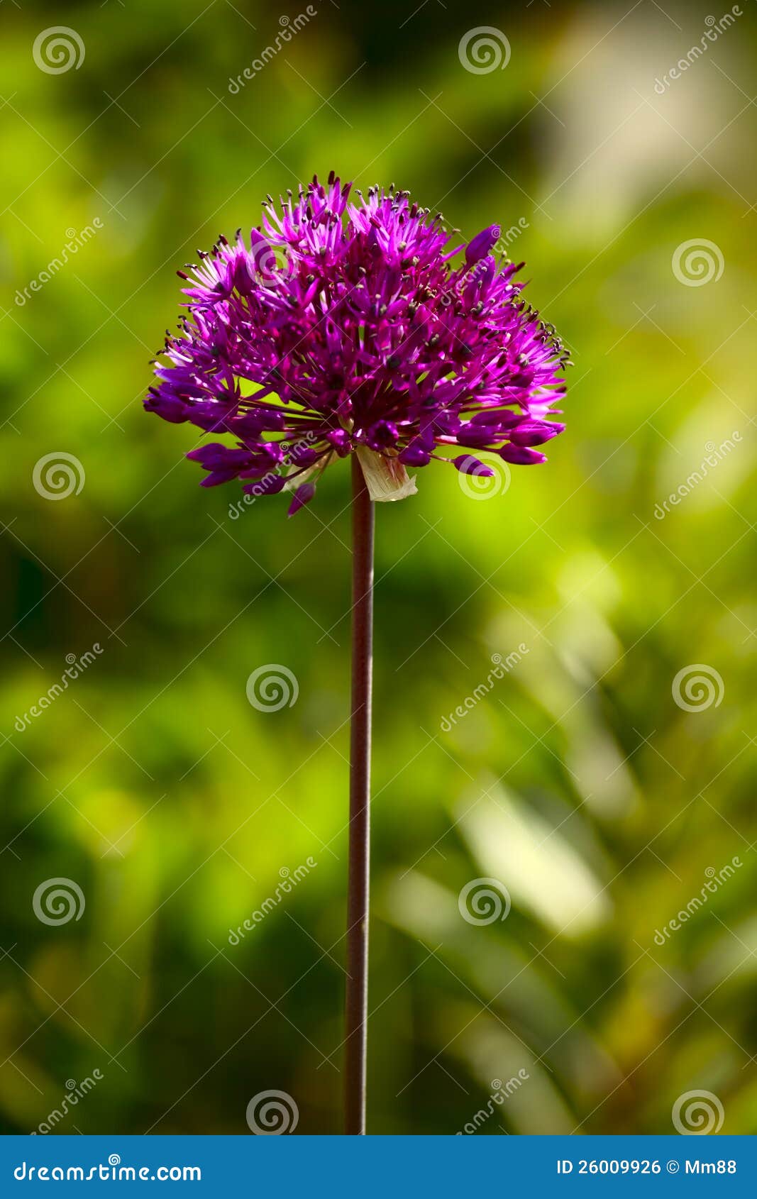 Allium flower stock photo. Image of green, background - 26009926
