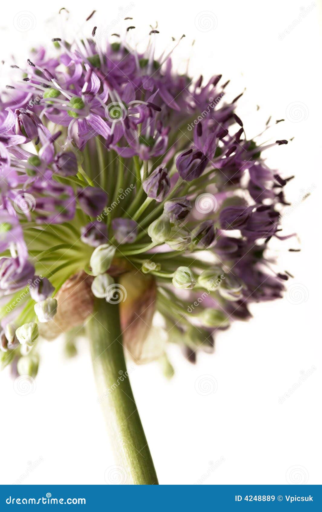 Allium - Flower stock image. Image of lily, white, plant - 4248889